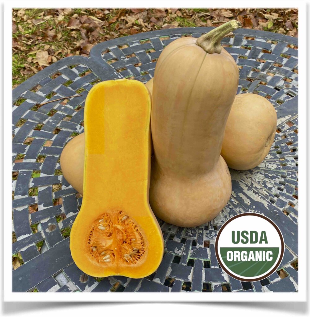 Squash: Waltham Butternut - Shop North Dakota
